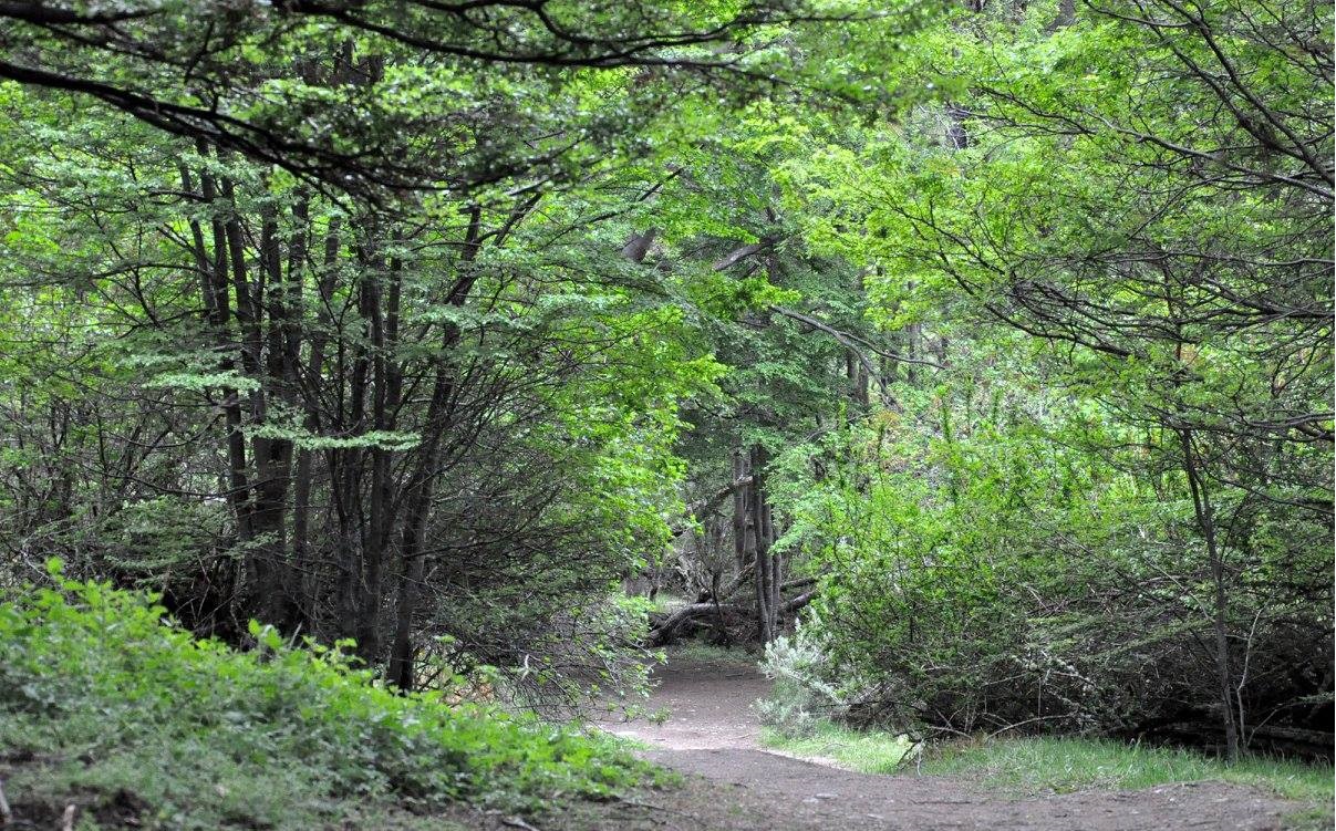 El Senderismo: La ruta de un maravilloso y sano paseo por la naturaleza